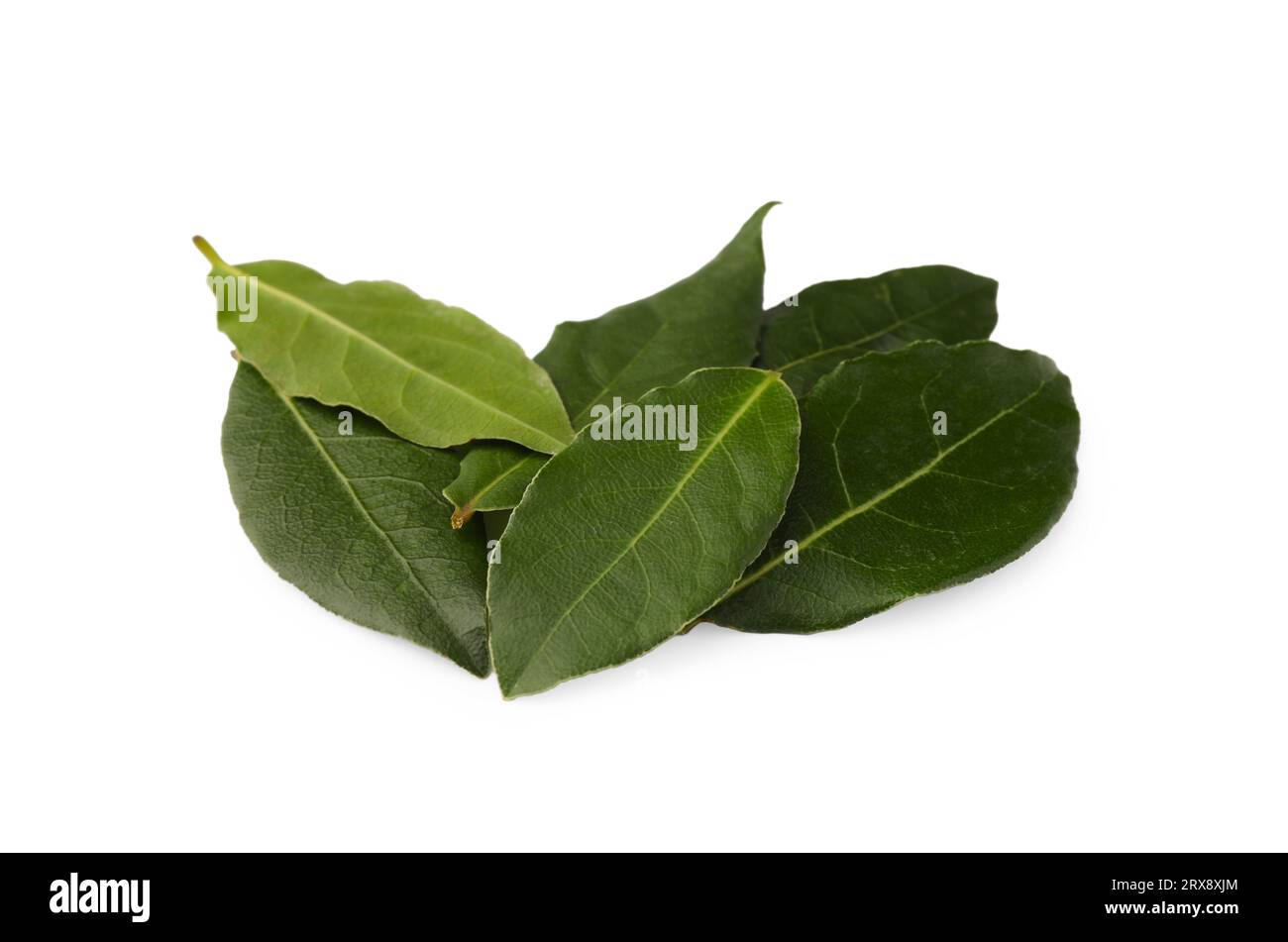 Indian bay leaves Cut Out Stock Images & Pictures - Alamy
