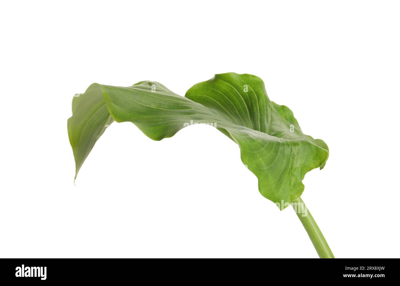 Beautiful green calla lily leaf on white background Stock Photo - Alamy