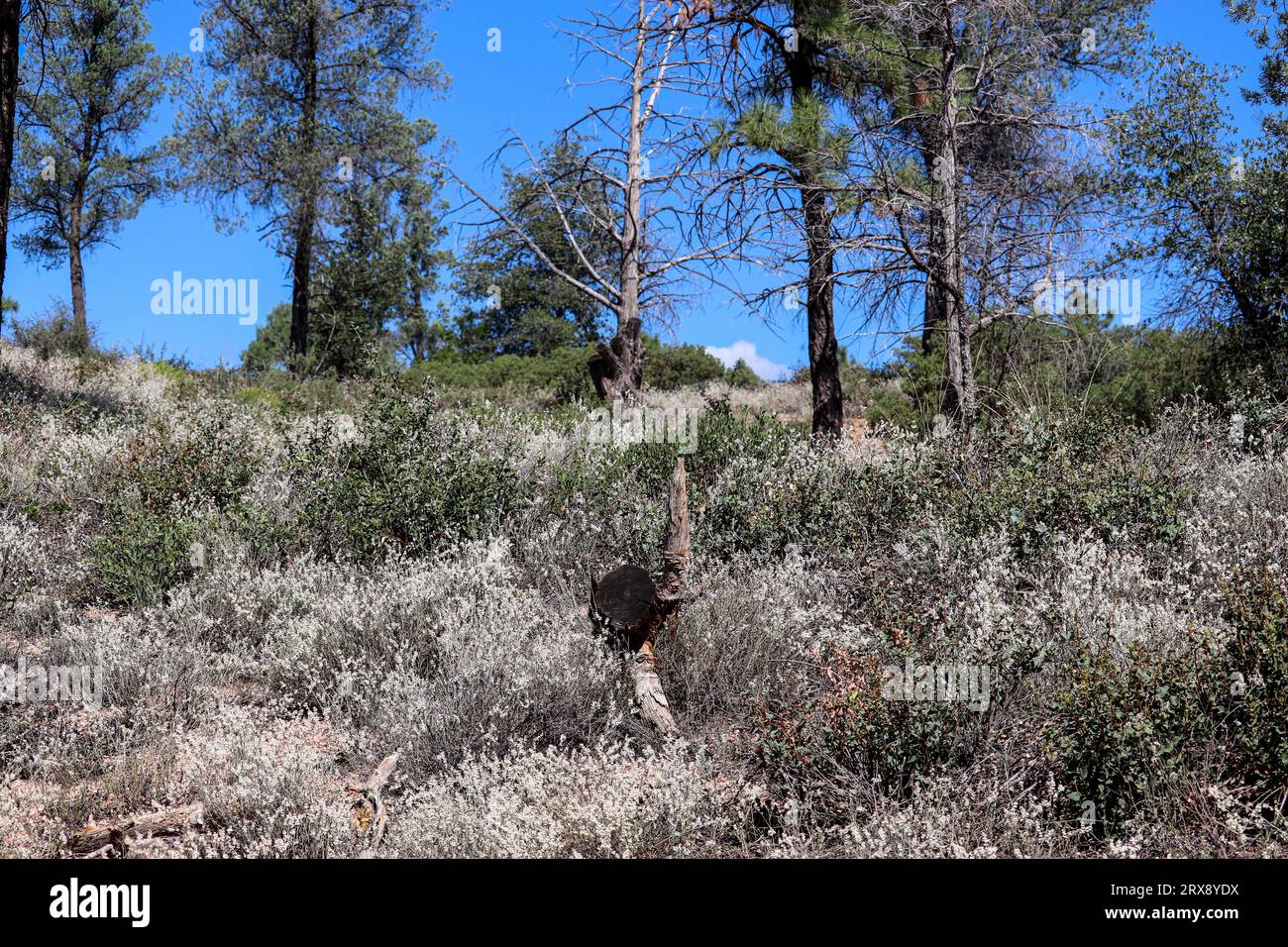 View of the mountain side of blooming buckwheat at the Monument trail ...