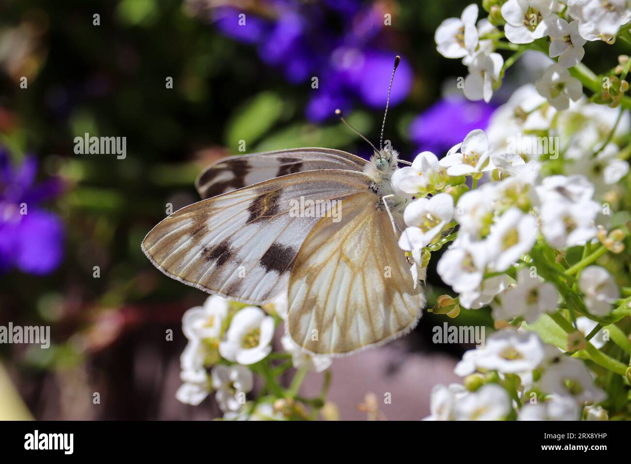 Female checkered white or Pontia protodice feeding on small white ...