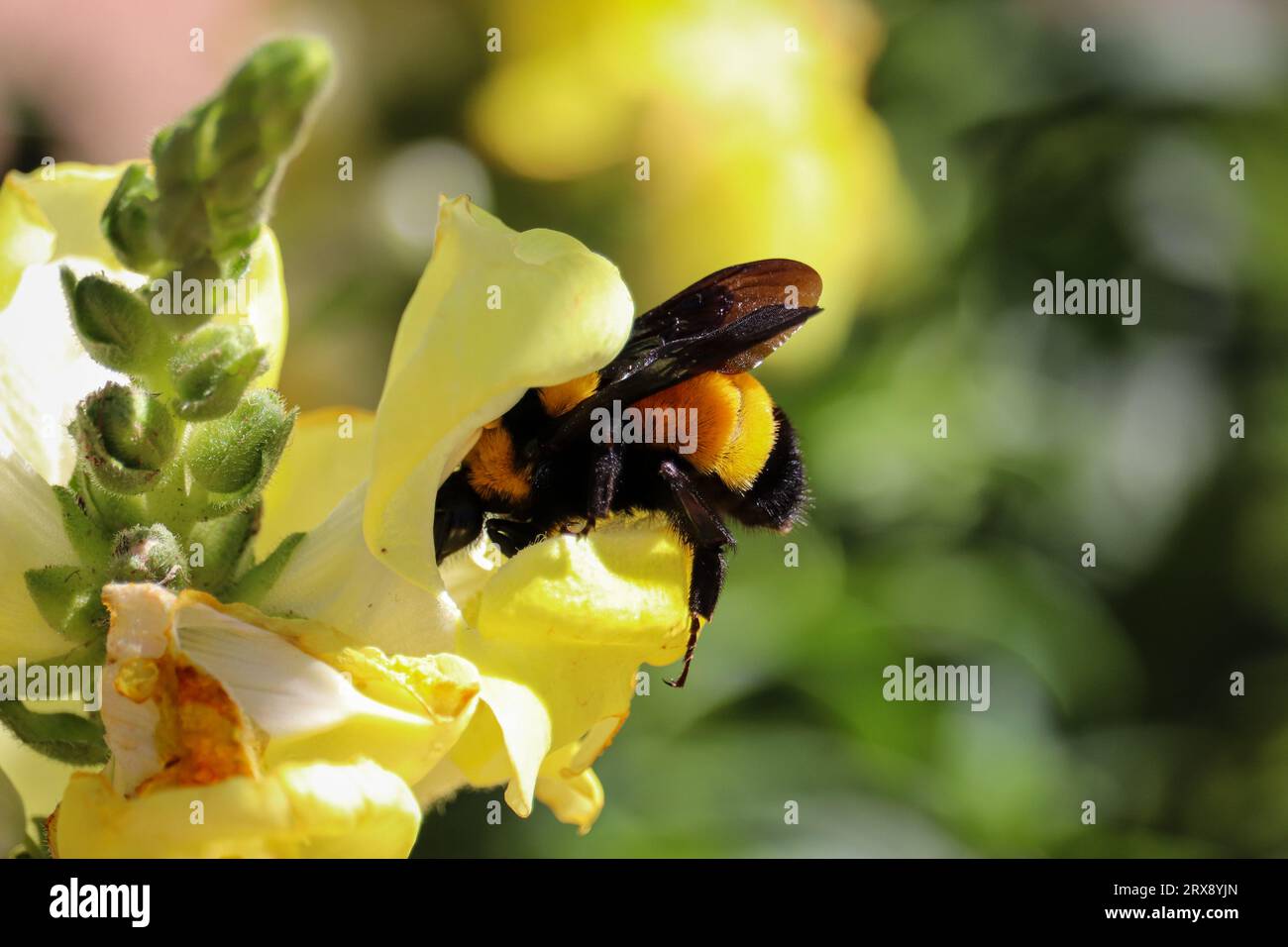 Sonoran bumblebee or Bombus sonorus feeding on a snap dragon flower at ...