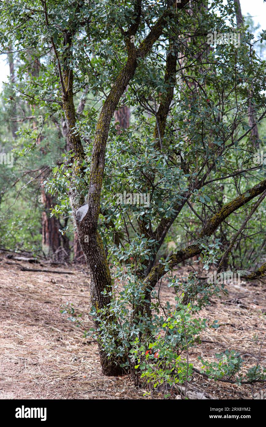 View of an oak tree with lichens growing on it along the Payson College ...