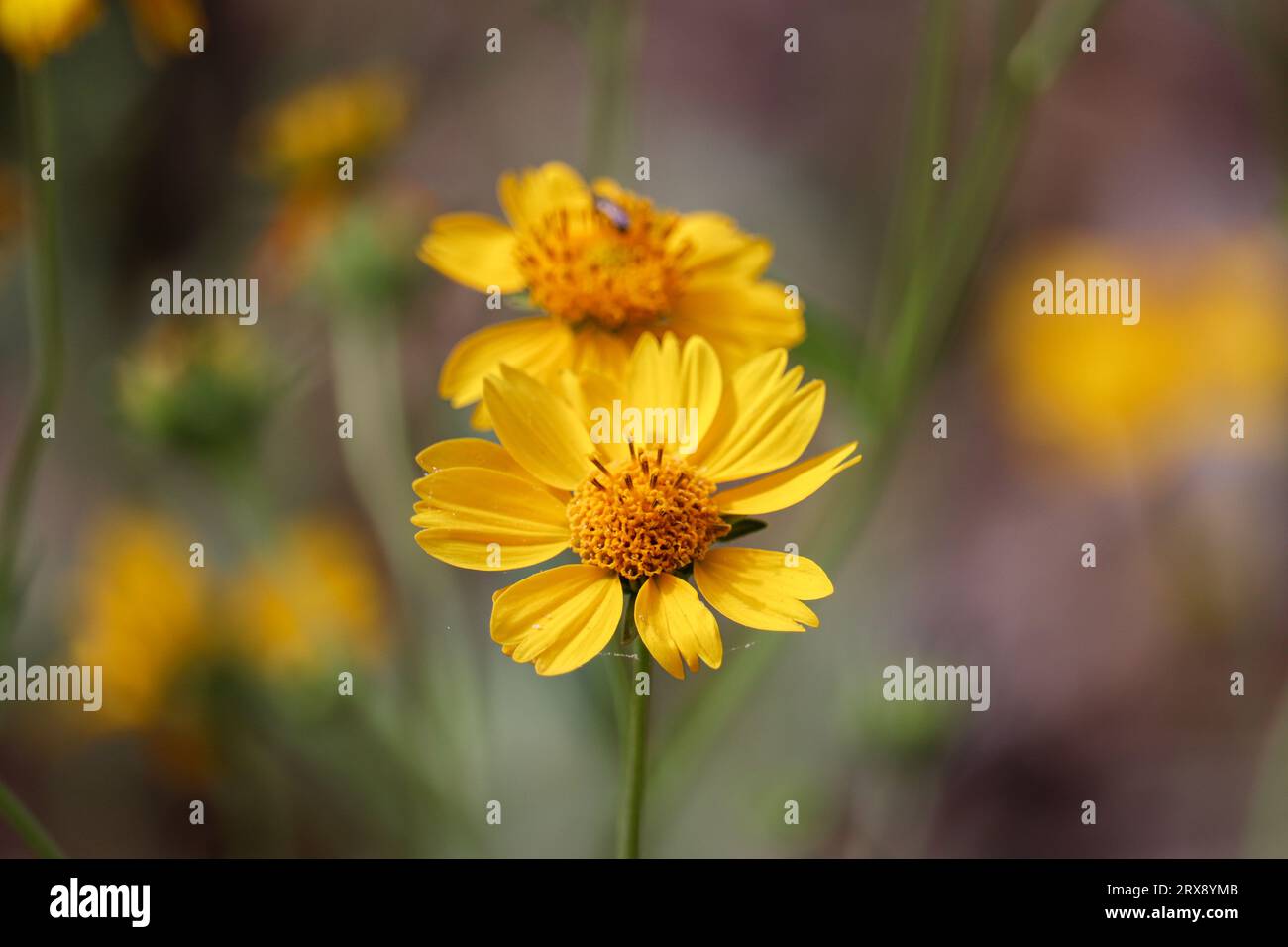 Arizona wildflowers hi-res stock photography and images - Alamy