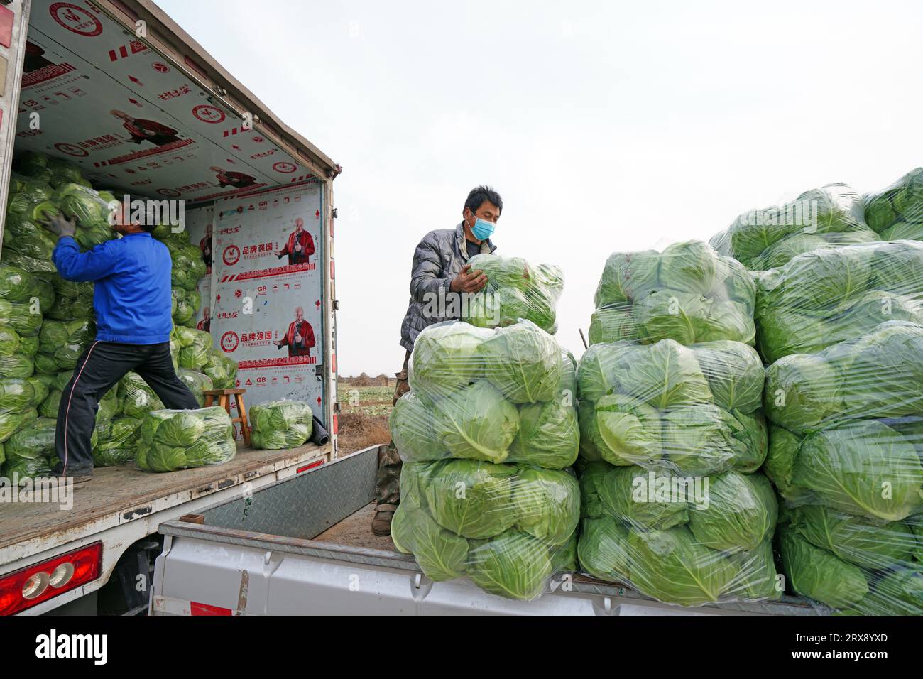 Luannan County, China - November 18, 2022: Farmers are loading turnips ...