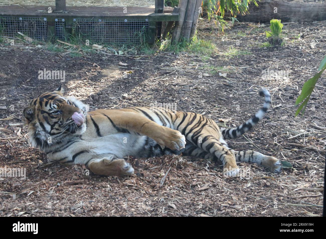Sumatran Tiger (Panthera tigris sumatrae) in a zoo Stock Photo - Alamy