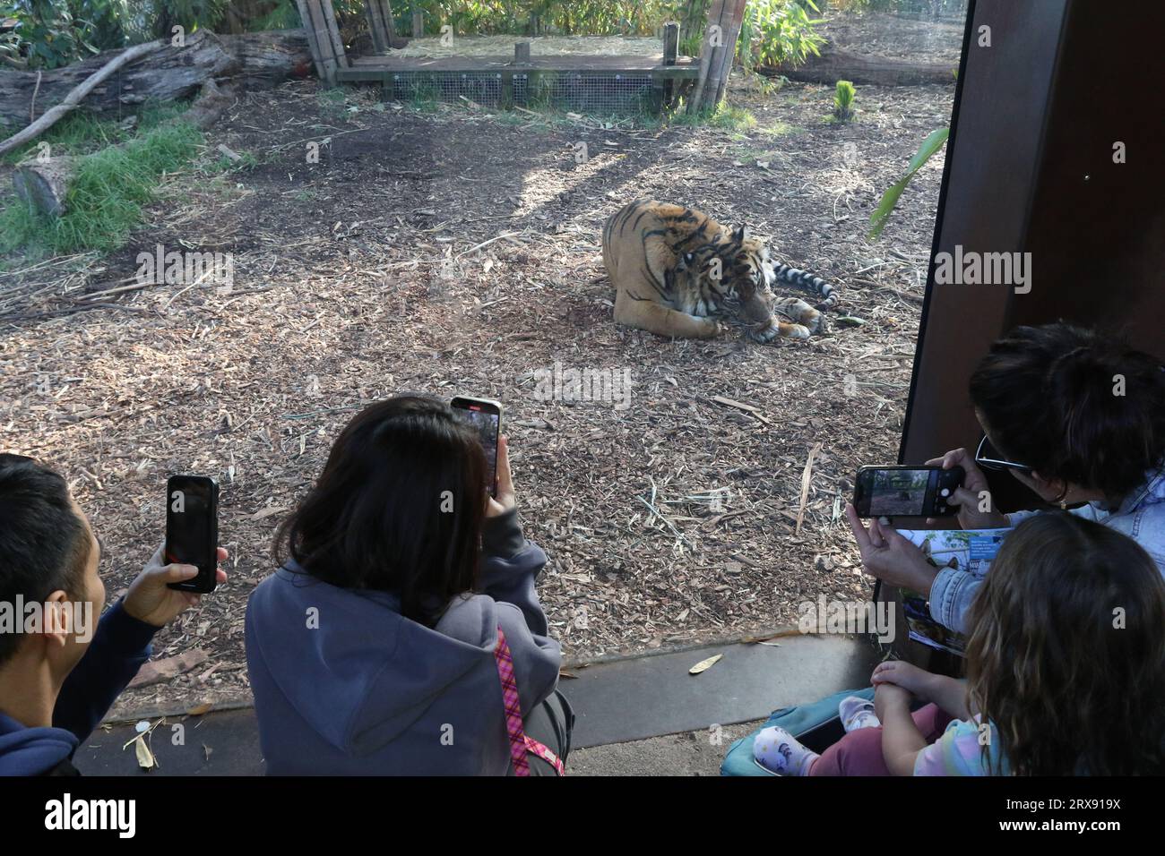 Sumatran Tiger (Panthera tigris sumatrae) in a zoo Stock Photo - Alamy