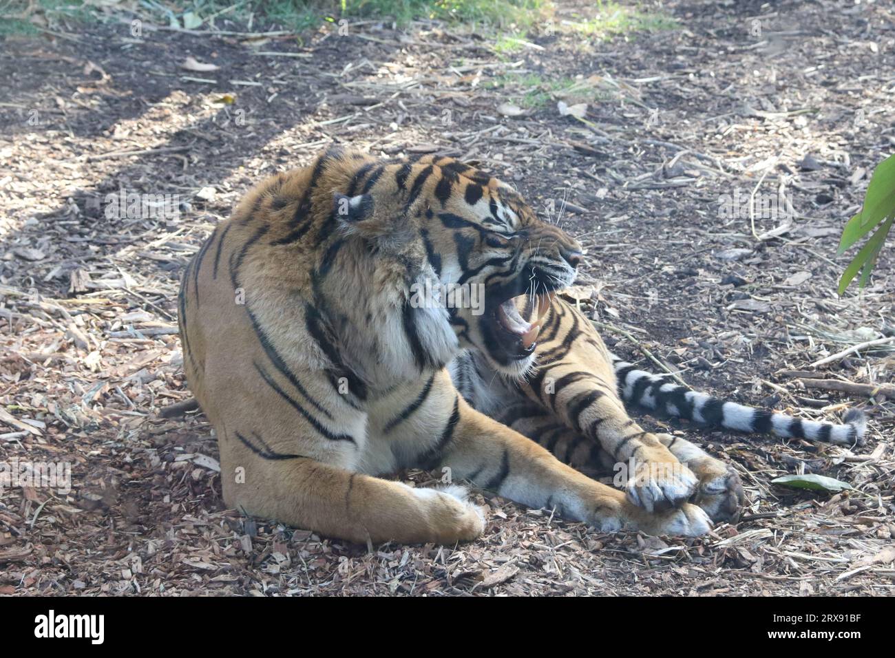 Sumatran Tiger (Panthera tigris sumatrae) in a zoo Stock Photo - Alamy