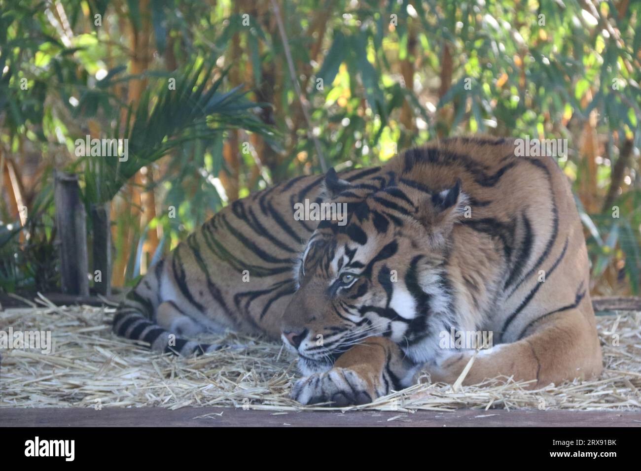 Sumatran Tiger (Panthera tigris sumatrae) in a zoo Stock Photo - Alamy