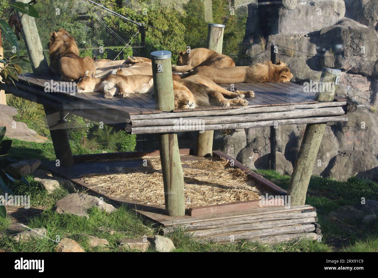 A pride of lions in a zoo Stock Photo - Alamy