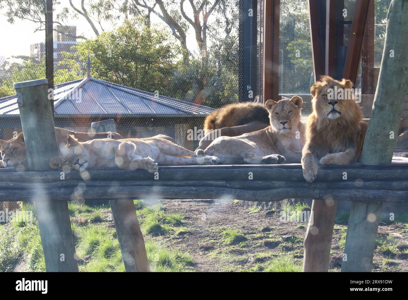 A pride of lions in a zoo Stock Photo - Alamy
