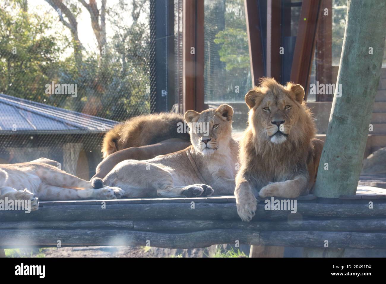 A pride of lions in a zoo Stock Photo - Alamy