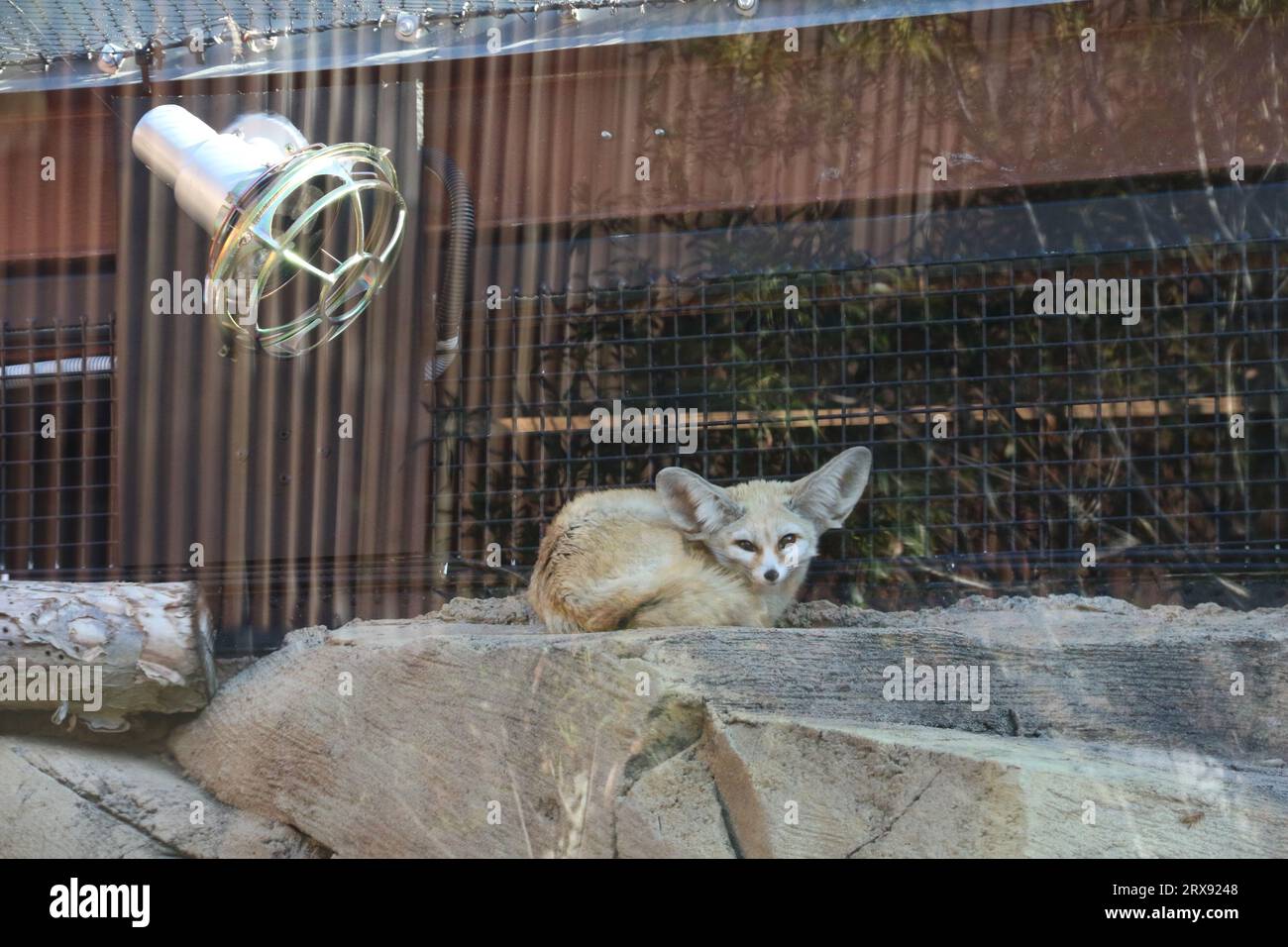 Fennec Fox (Vulpes Zelda) in a zoo Stock Photo - Alamy