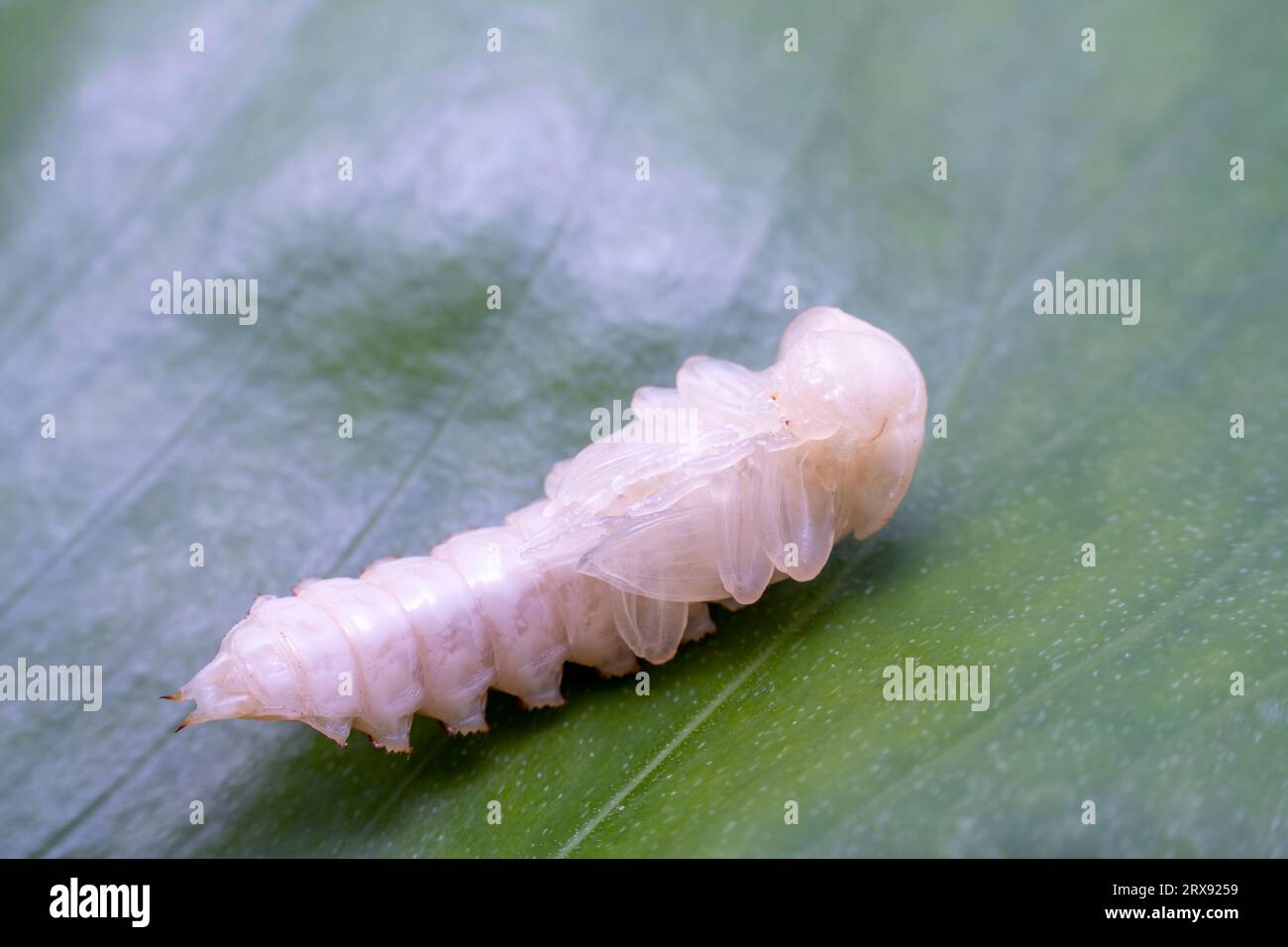 ground beetle pupa in the wild state Stock Photo - Alamy