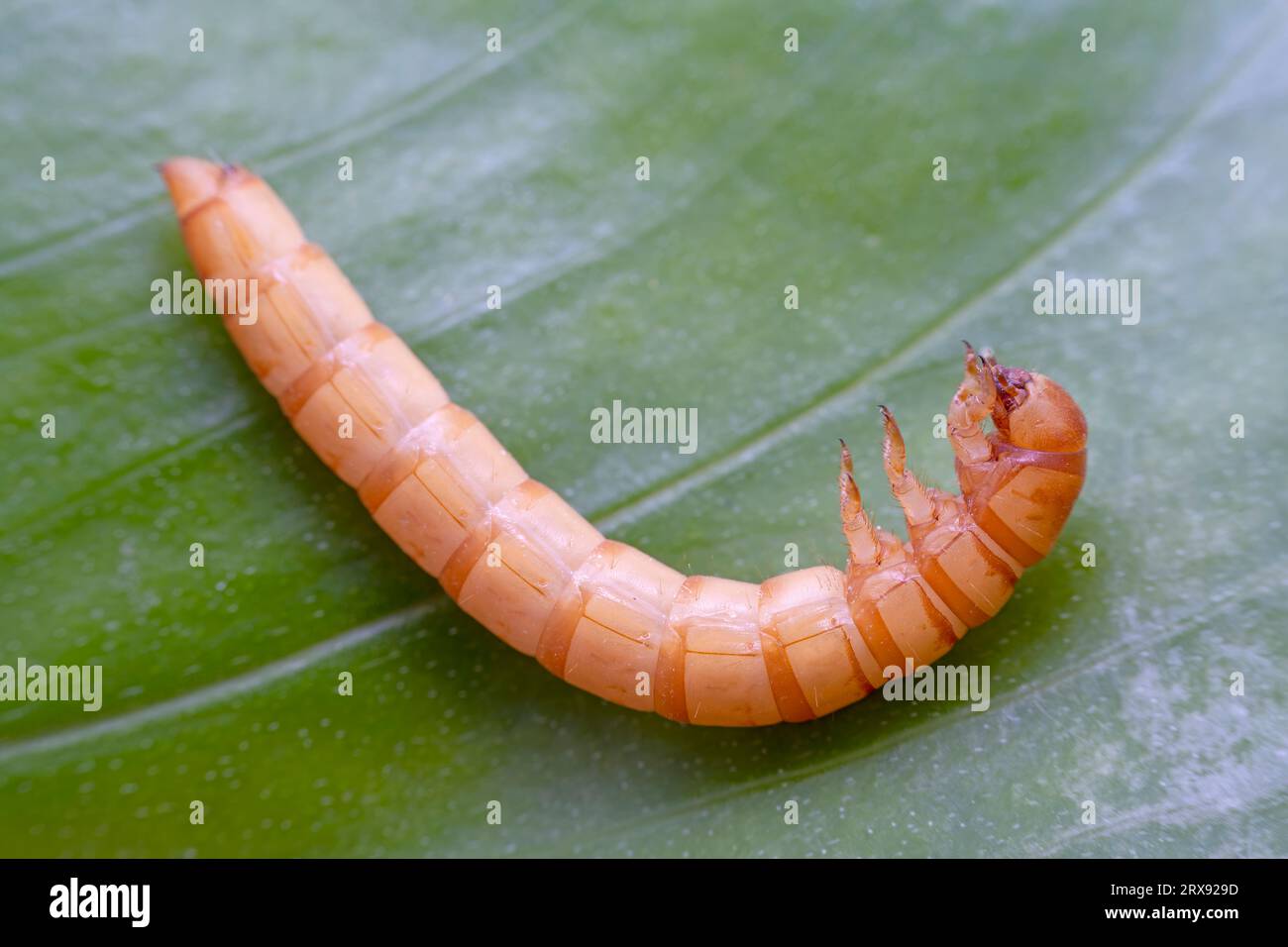 tenebrio molitor larva in a breeding farm Stock Photo - Alamy