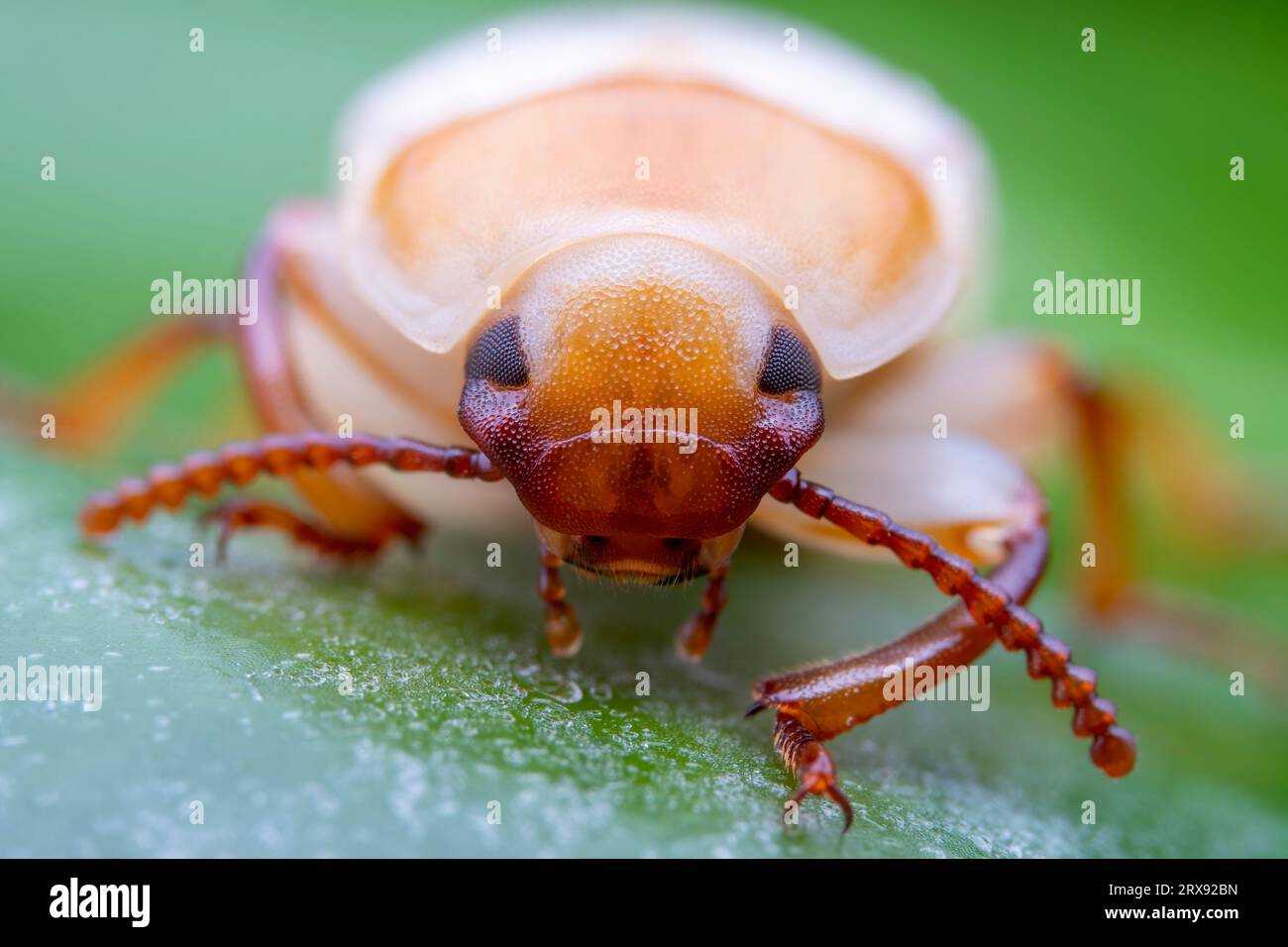 Mealworm in breeding farm hi-res stock photography and images - Alamy