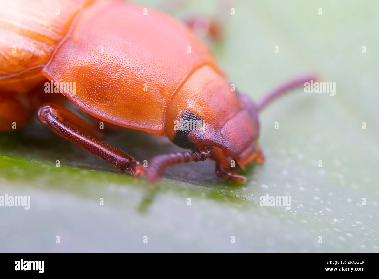 Mealworm in breeding farm hi-res stock photography and images - Alamy