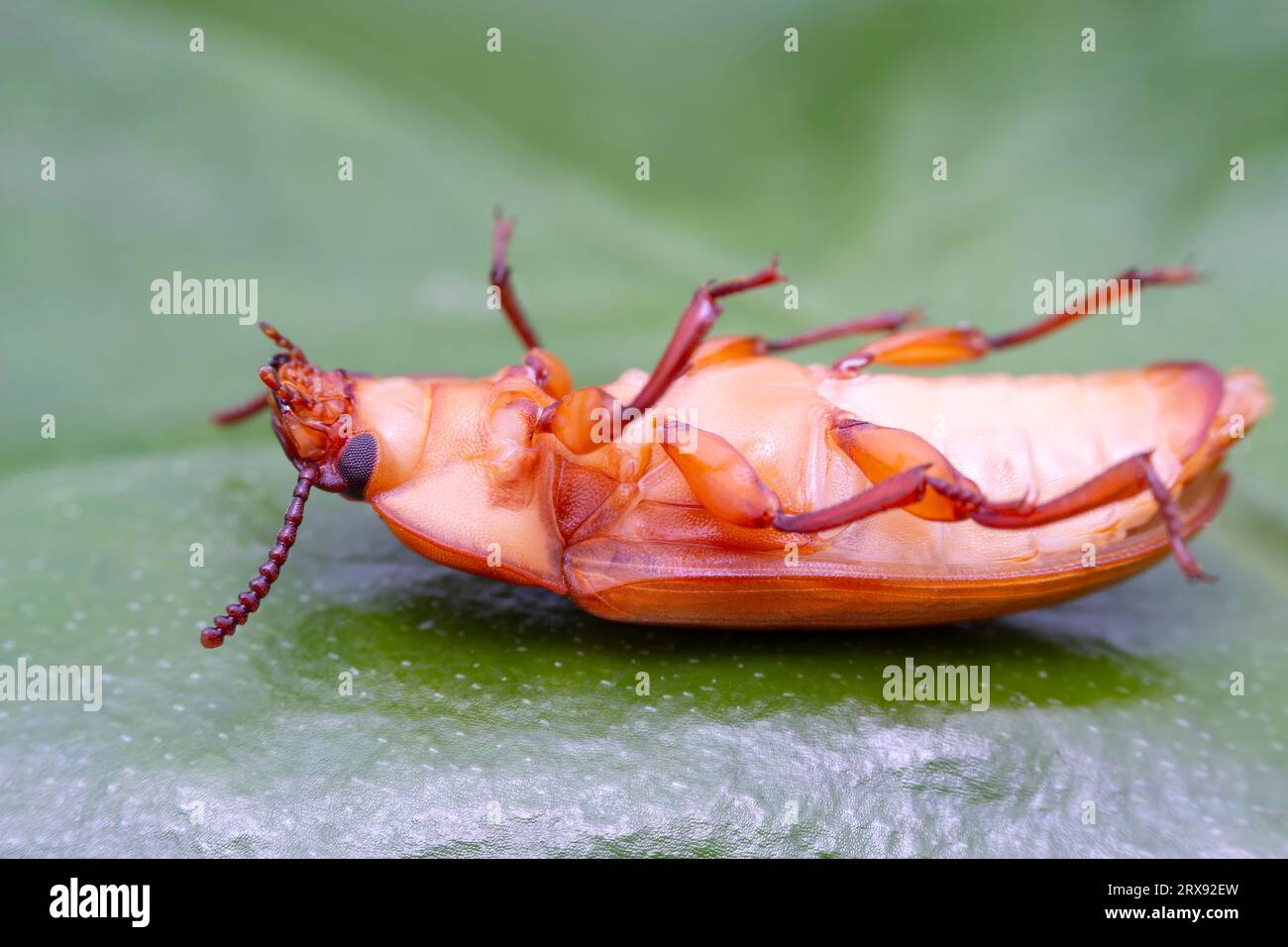 Mealworm in breeding farm hi-res stock photography and images - Alamy