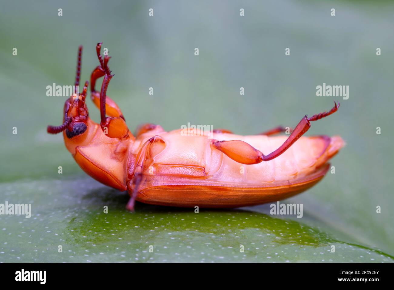 Mealworm in breeding farm hi-res stock photography and images - Alamy