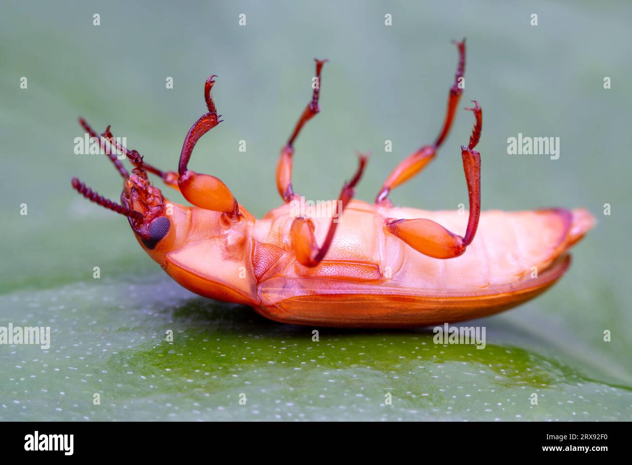 Mealworm in breeding farm hi-res stock photography and images - Alamy