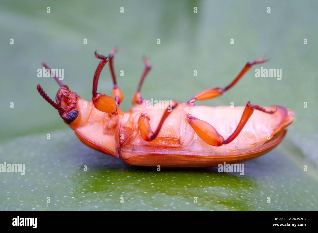 Mealworm in breeding farm hi-res stock photography and images - Alamy