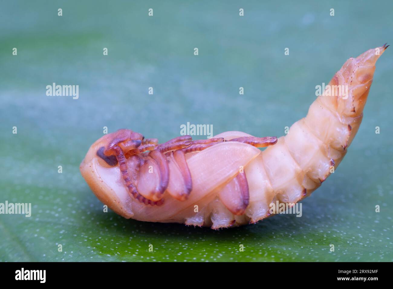 Mealworm pupa tenebrio molitor hi-res stock photography and images - Alamy