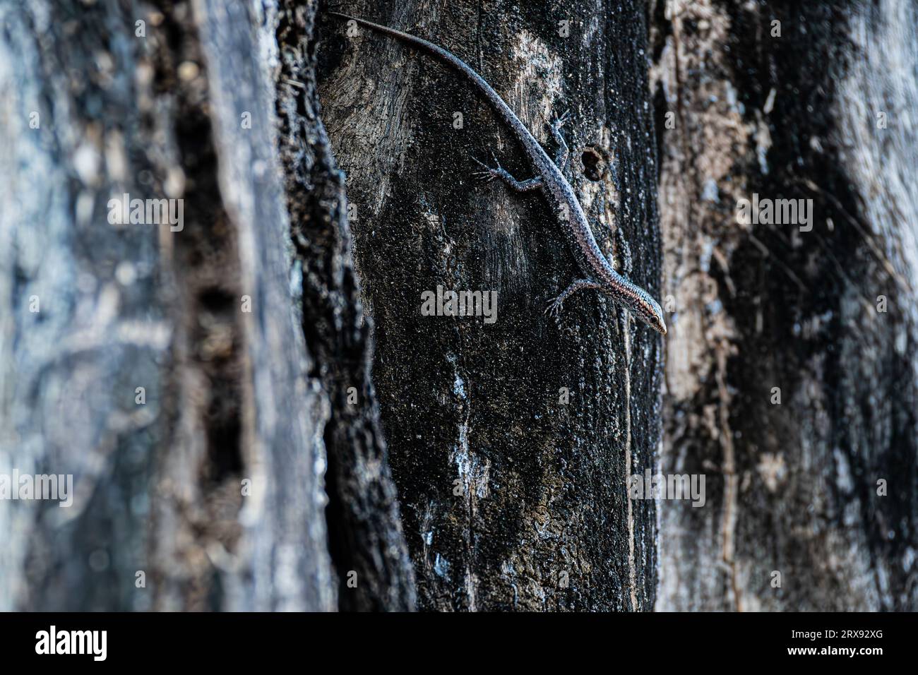 An Australian Skink lizard camouflaged on a tree, showing the adaptive ...