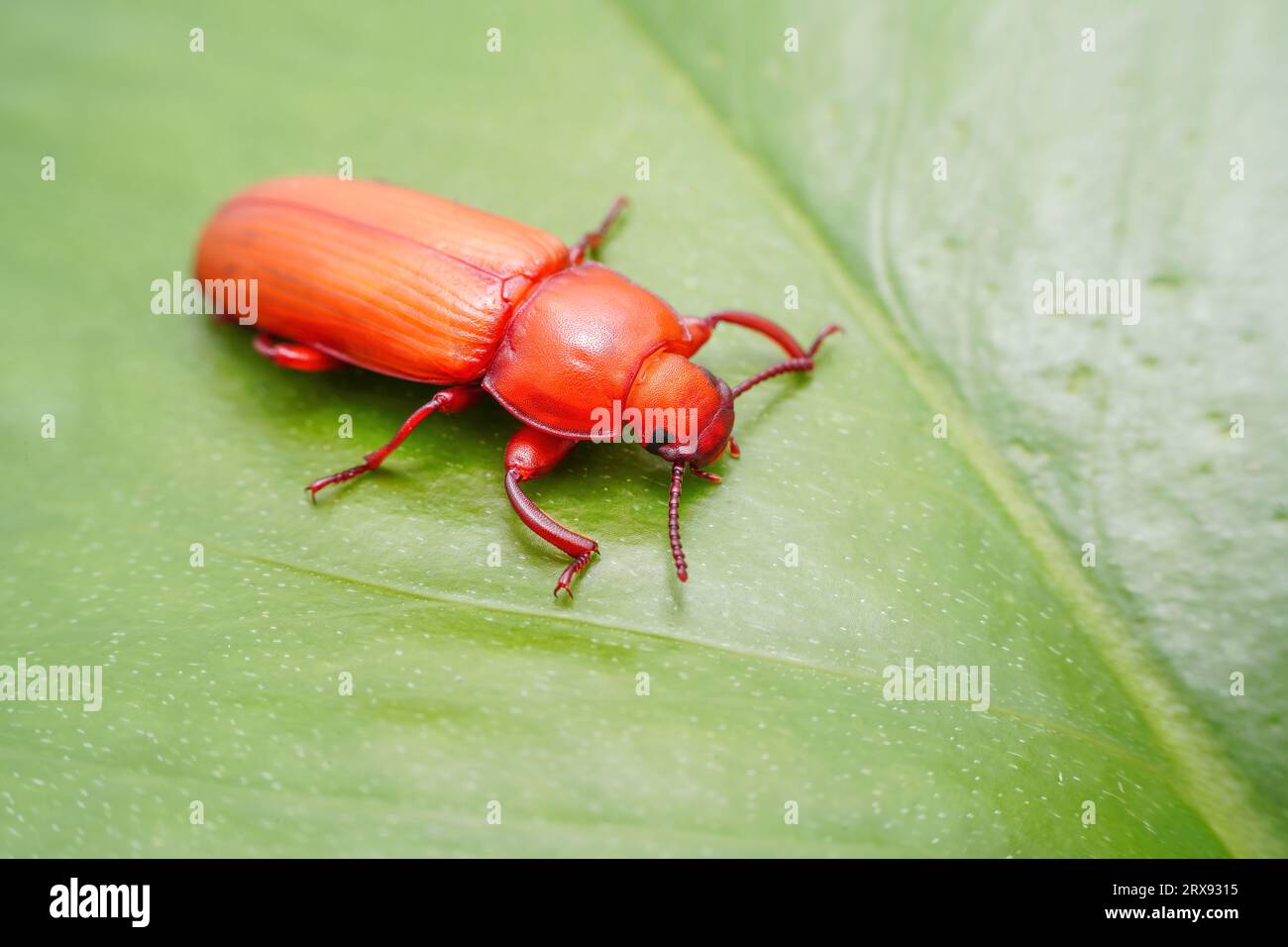 Mealworm in breeding farm hi-res stock photography and images - Alamy