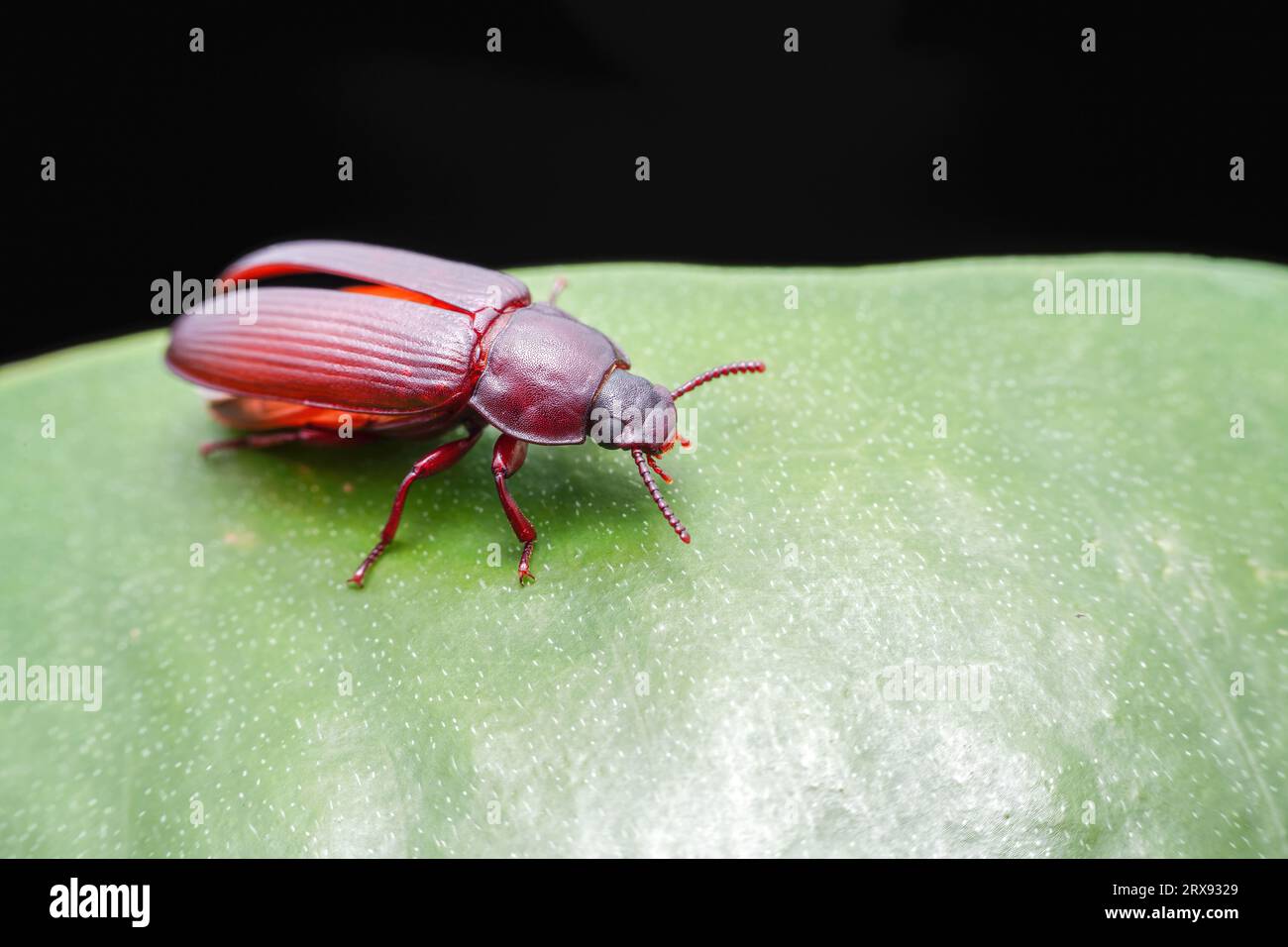 Mealworm in breeding farm hi-res stock photography and images - Alamy