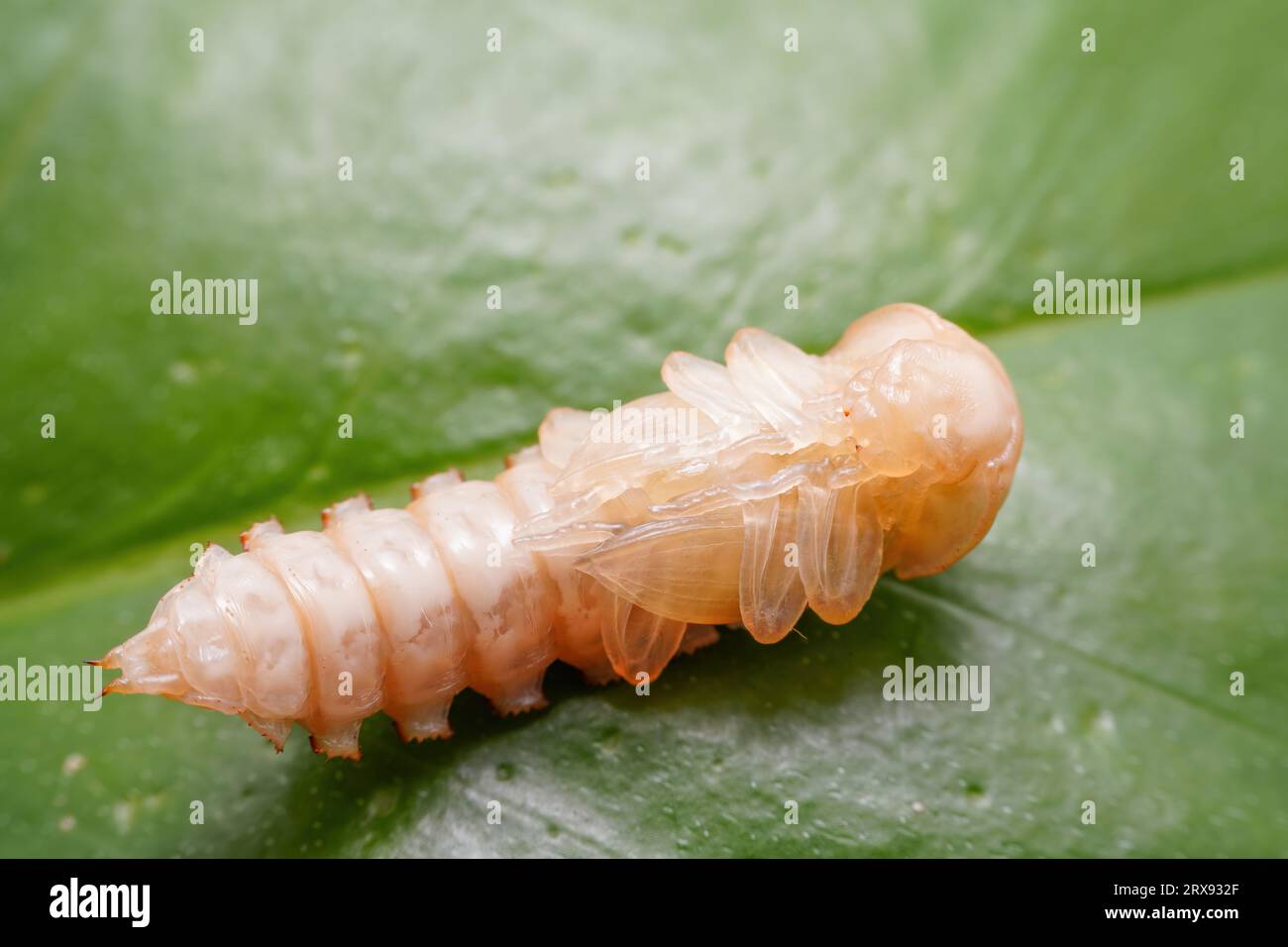 Mealworm pupa tenebrio molitor hi-res stock photography and images - Alamy