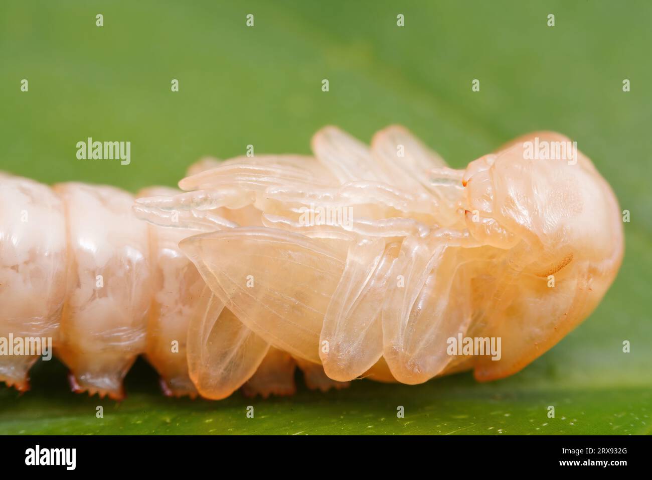 ground beetle pupa in the wild state Stock Photo - Alamy