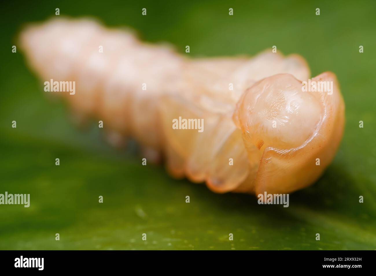 ground beetle pupa in the wild state Stock Photo - Alamy