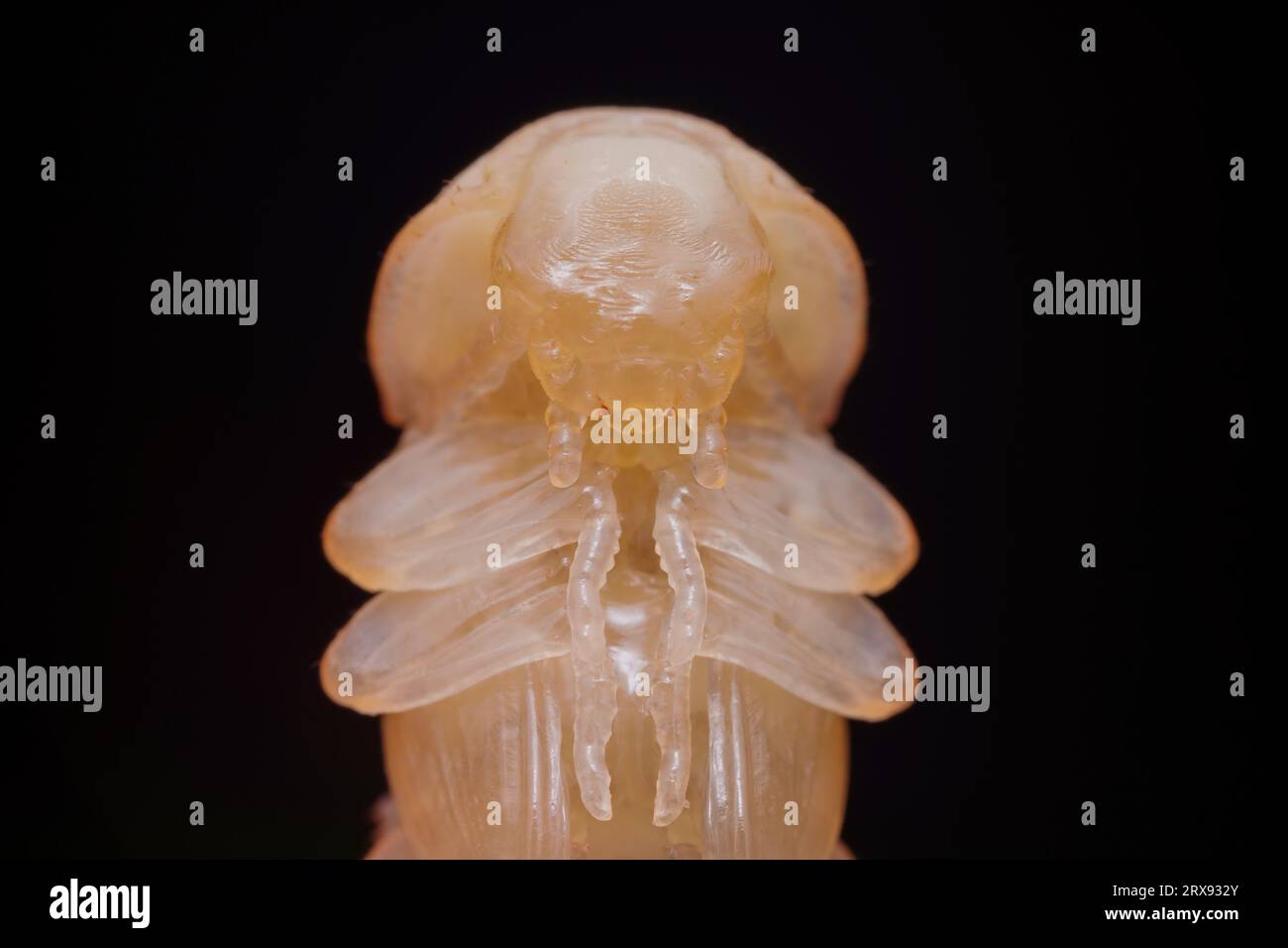 Mealworm pupa tenebrio molitor hi-res stock photography and images - Alamy