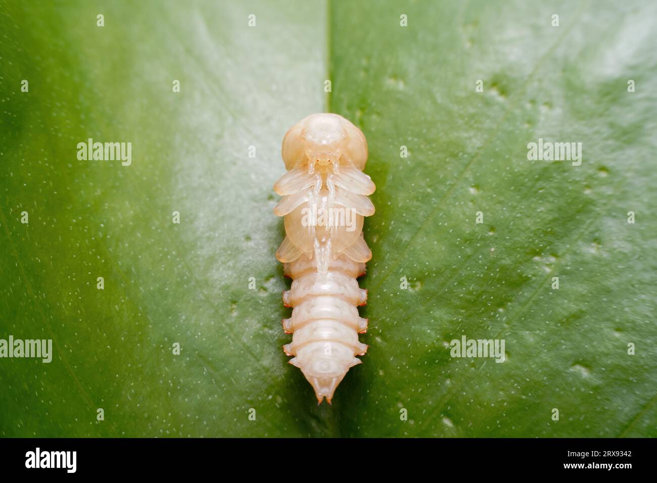 Mealworm pupa tenebrio molitor hi-res stock photography and images - Alamy