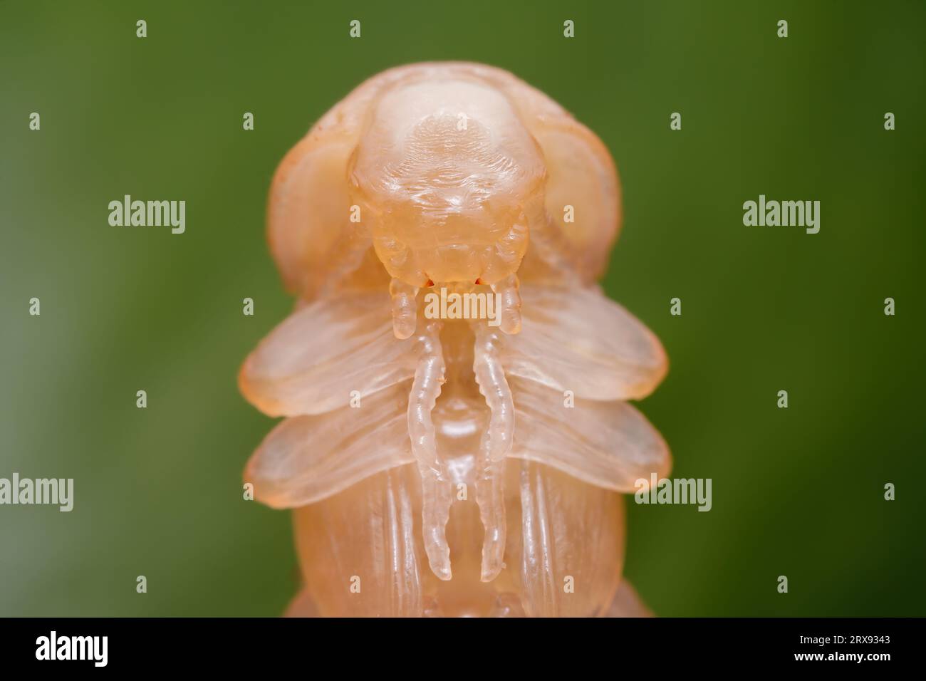 ground beetle pupa in the wild state Stock Photo - Alamy