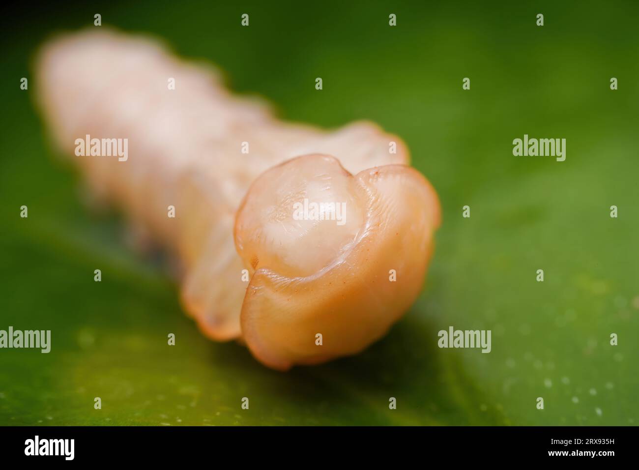 ground beetle pupa in the wild state Stock Photo - Alamy