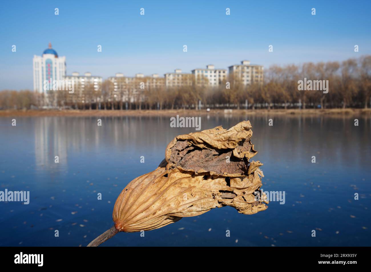 Dry lotus leaves, close-up photo Stock Photo - Alamy
