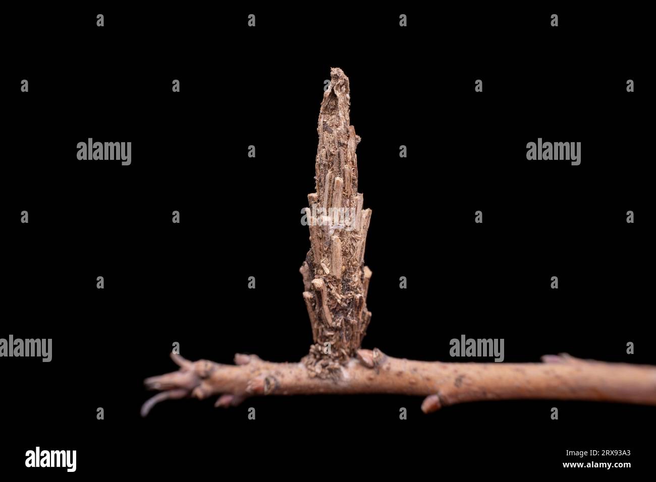 psychid larva in the wild state Stock Photo - Alamy