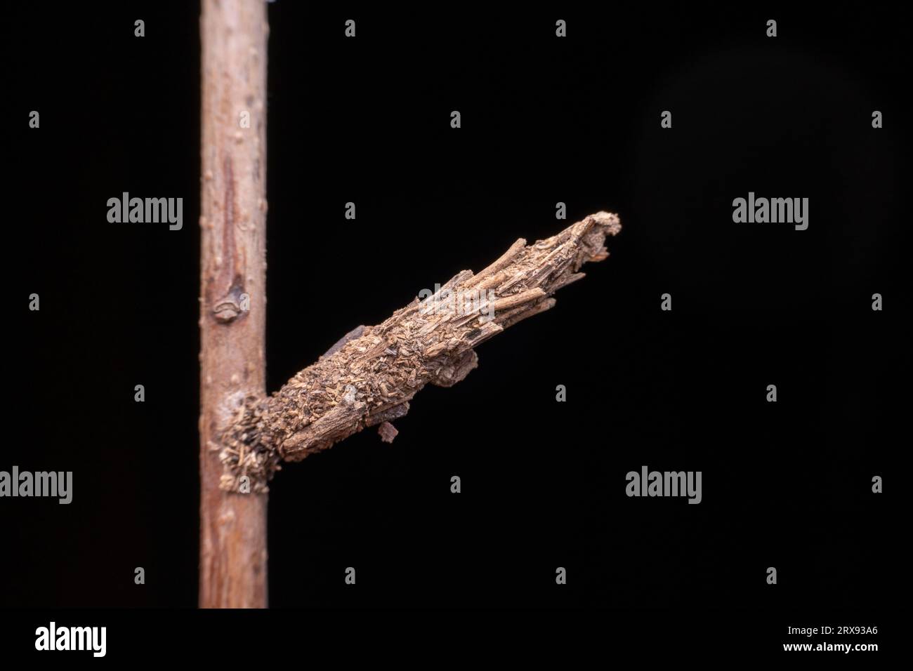 psychid larva in the wild state Stock Photo - Alamy