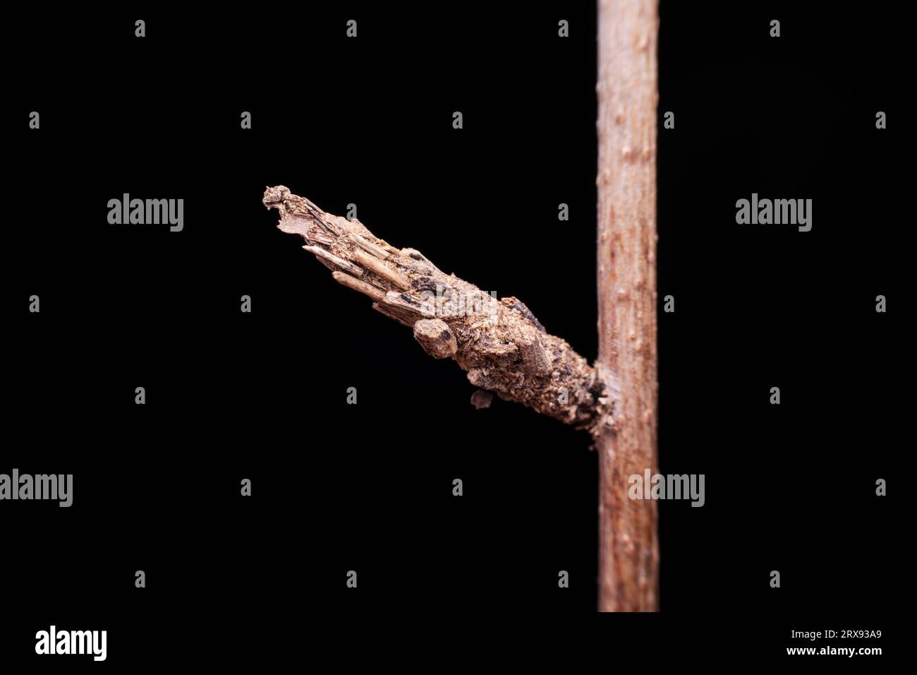 psychid larva in the wild state Stock Photo - Alamy