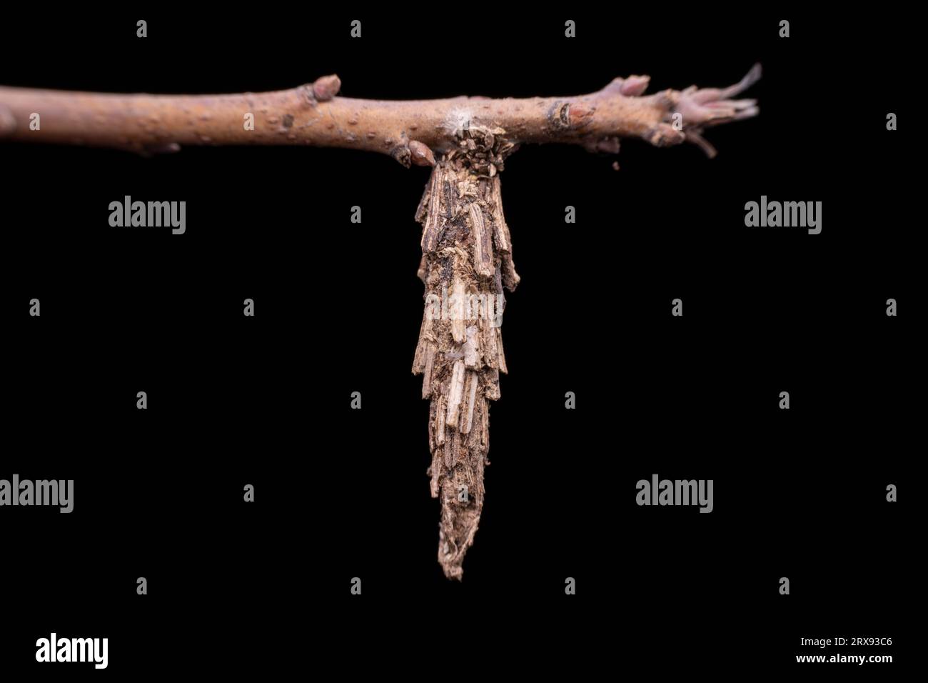 psychid larva in the wild state Stock Photo - Alamy