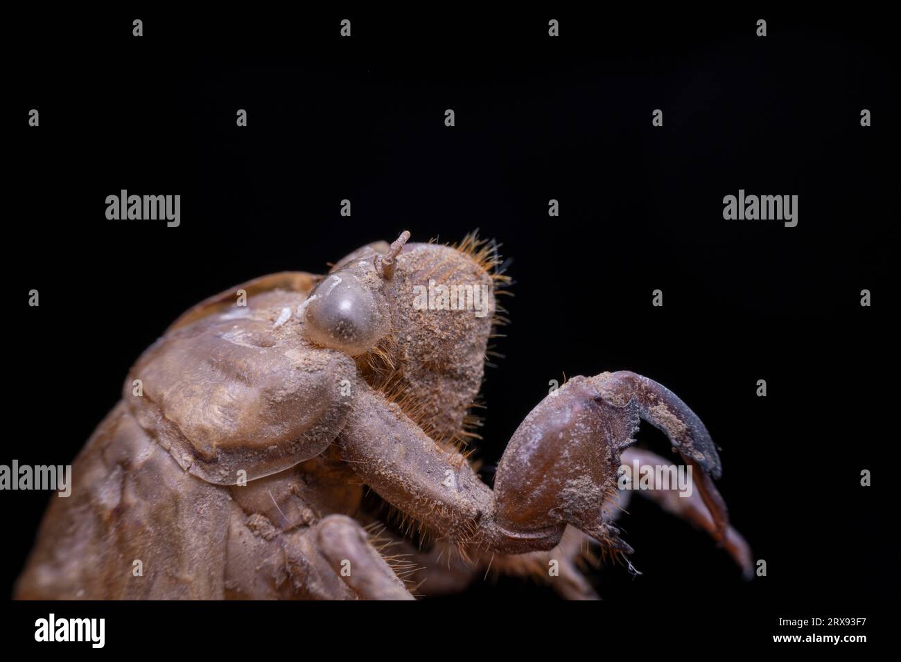 cicada slough in nature state Stock Photo - Alamy