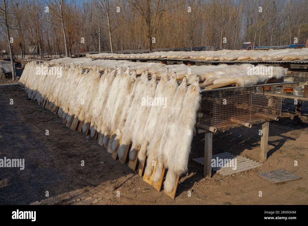 Raccoon skin hi-res stock photography and images - Alamy
