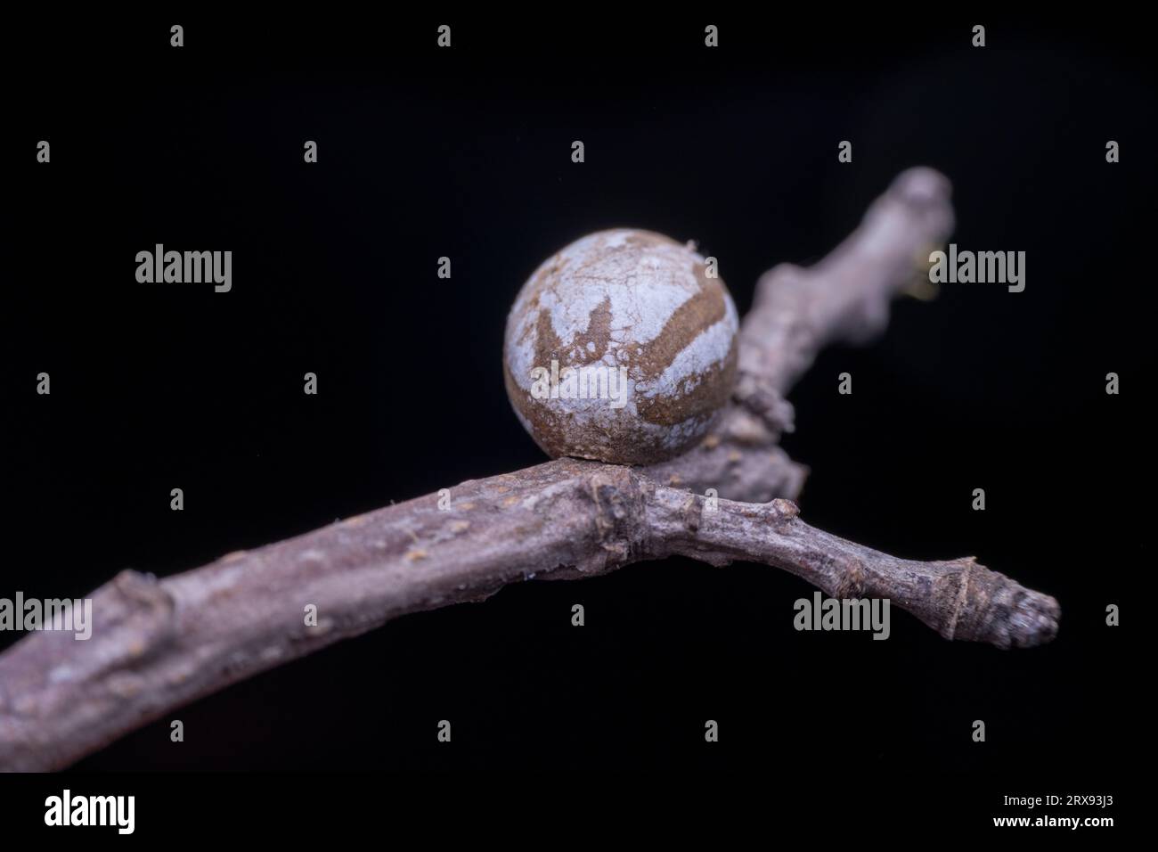 Limacodidae cocoon in the wild state Stock Photo - Alamy