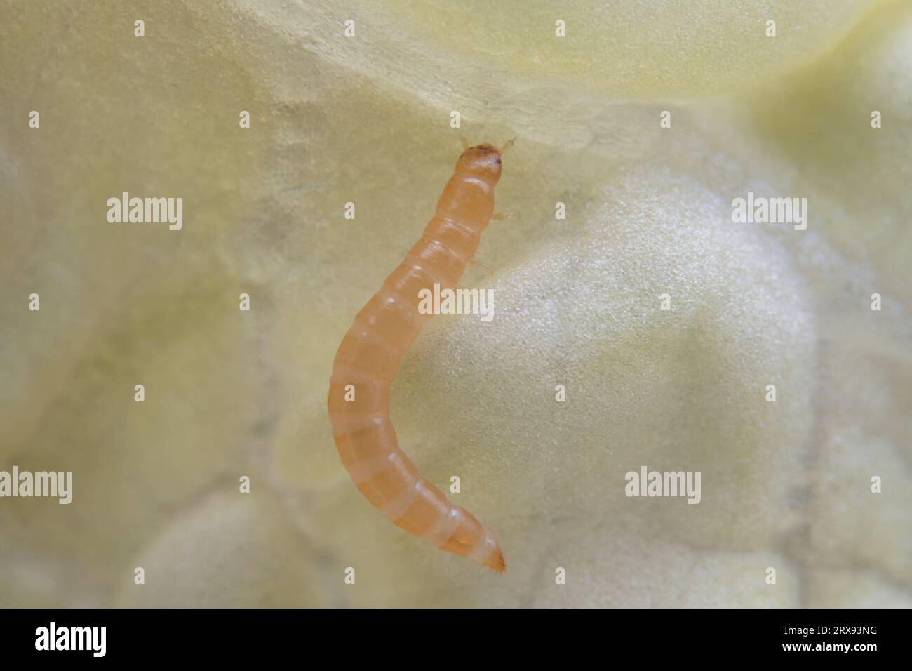 tenebrio molitor larva in a breeding farm Stock Photo - Alamy