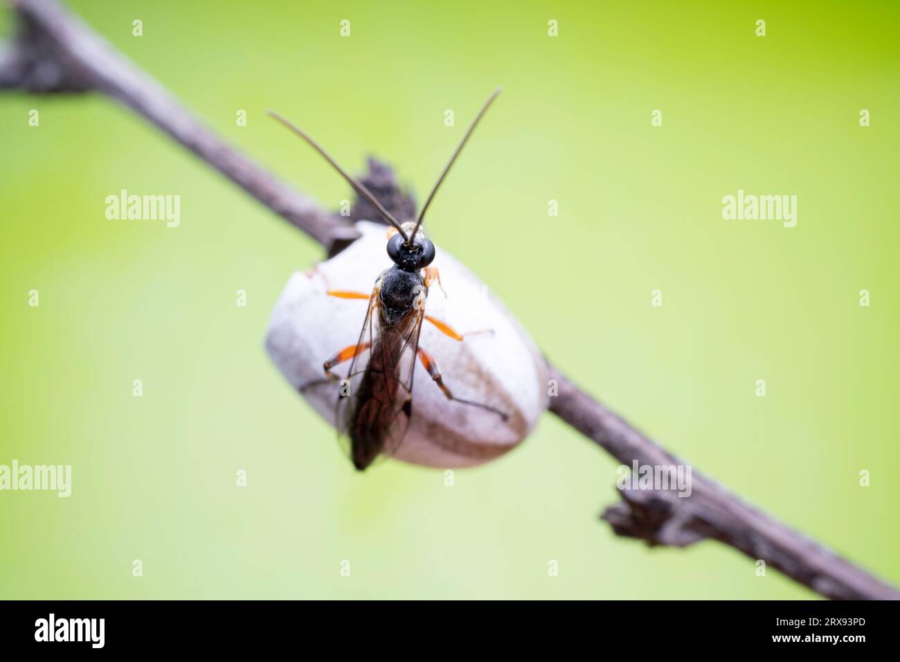 ichneumon flies on Limacodidae cocoon in the wild state Stock Photo - Alamy