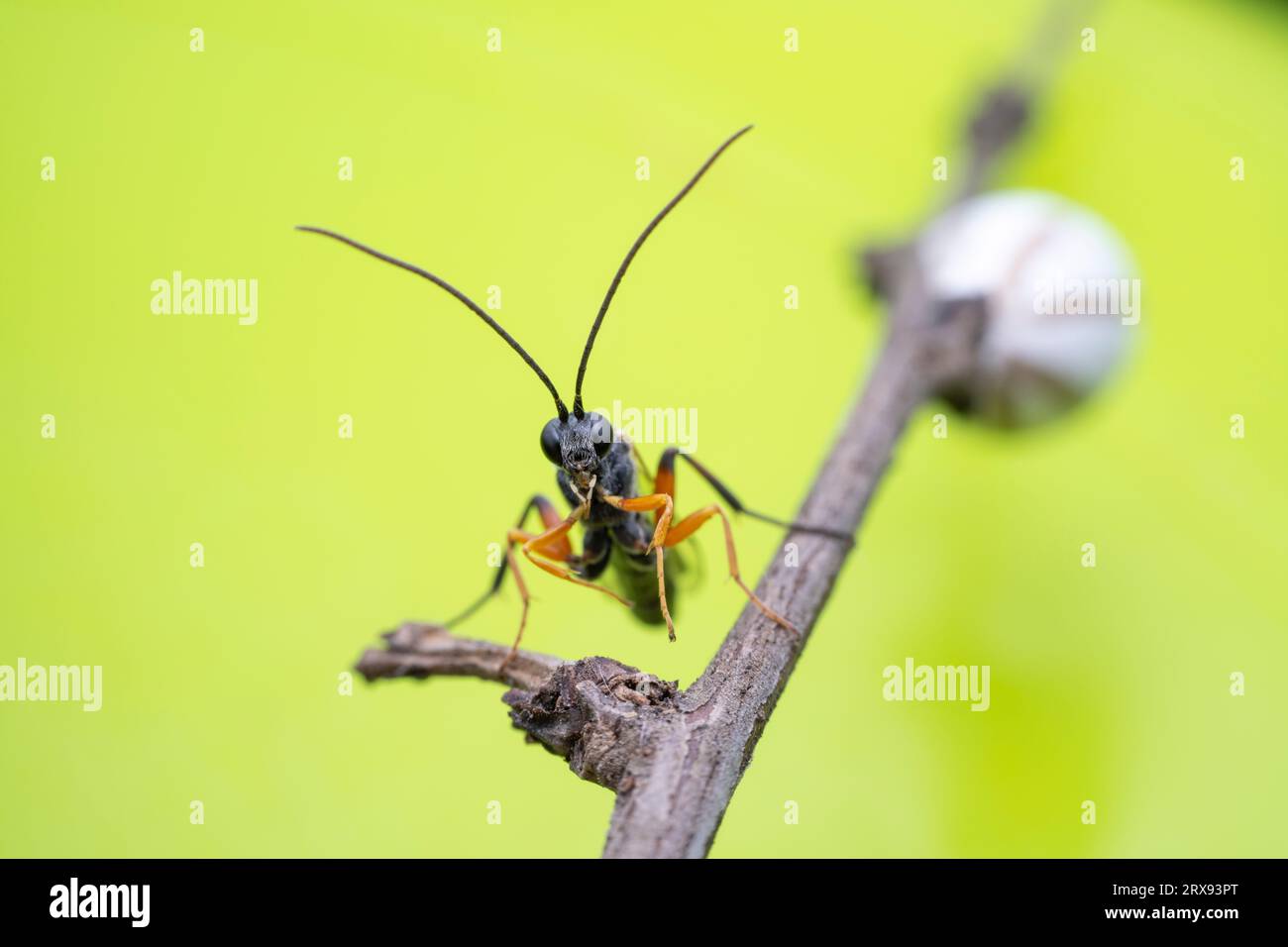 ichneumon flies on Limacodidae cocoon in the wild state Stock Photo - Alamy