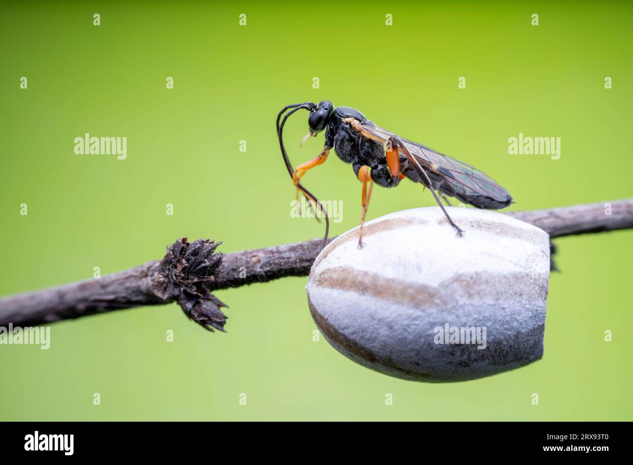 ichneumon flies on Limacodidae cocoon in the wild state Stock Photo - Alamy