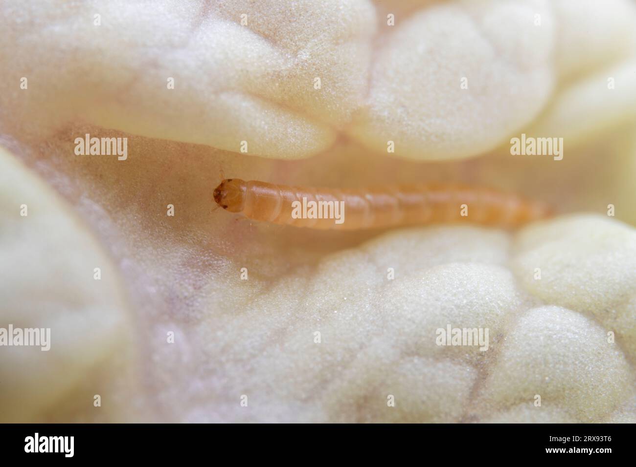 tenebrio molitor larva in a breeding farm Stock Photo - Alamy