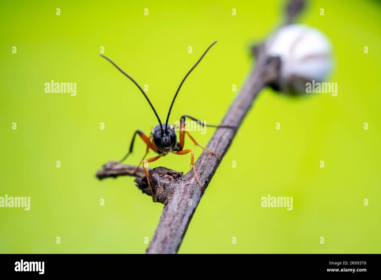 ichneumon flies on Limacodidae cocoon in the wild state Stock Photo - Alamy