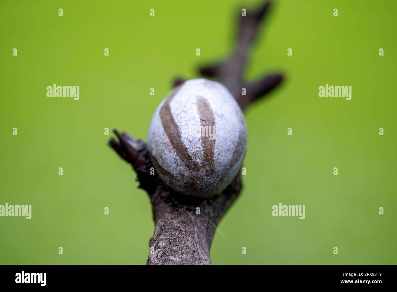 Limacodidae cocoon in the wild state Stock Photo - Alamy